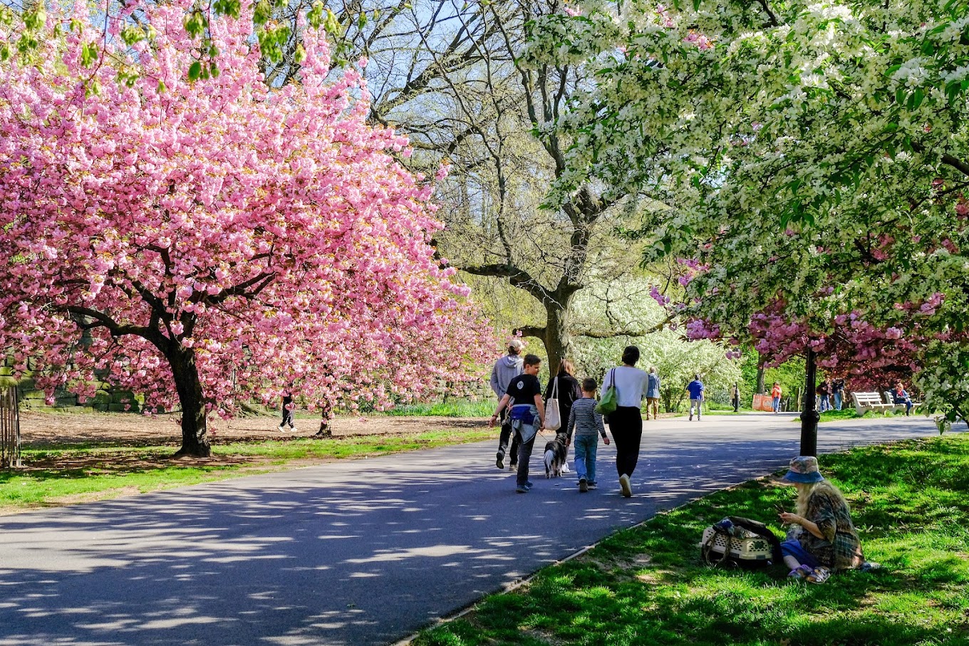 The 23 most favorite places to see cherry blossoms in New York City