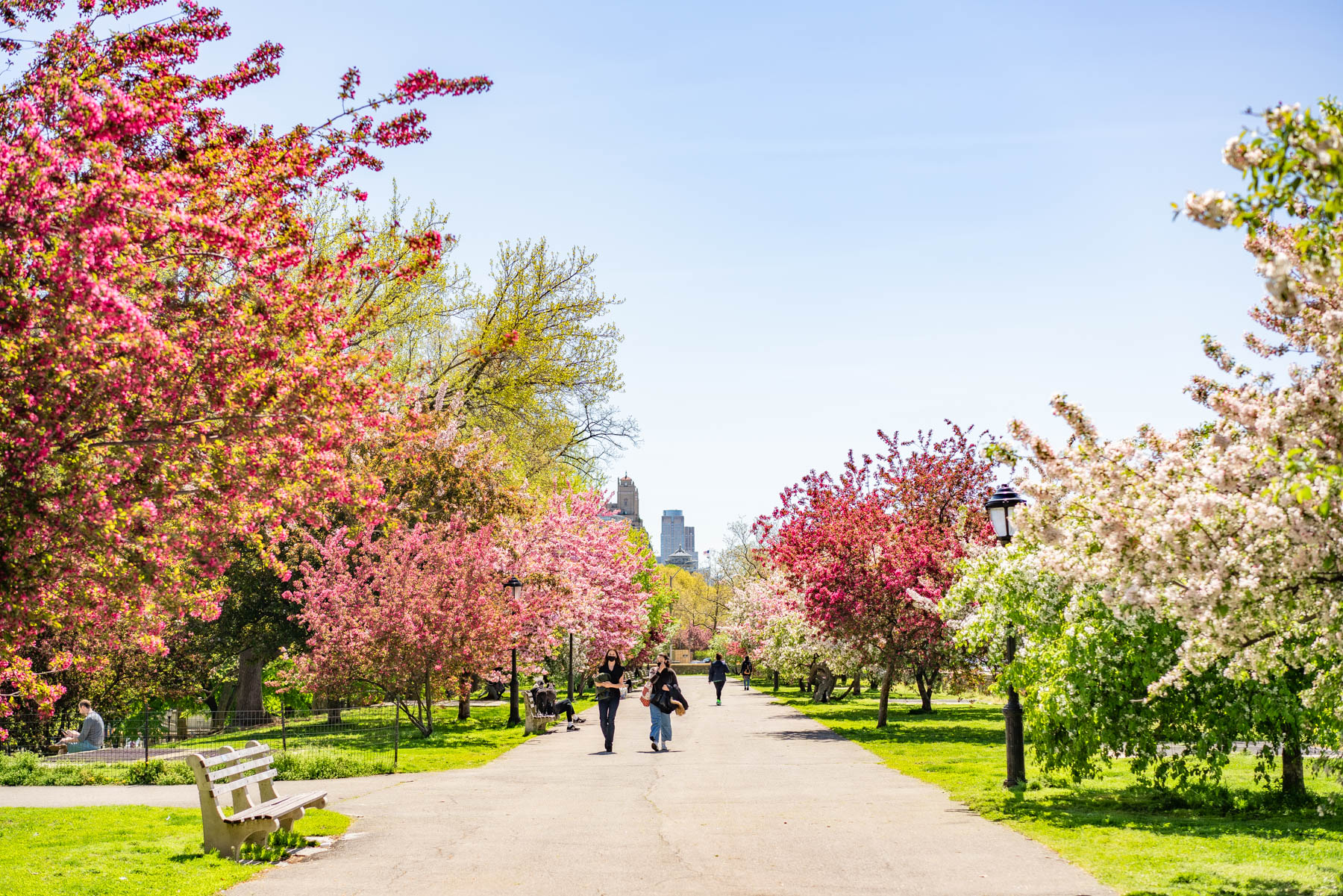 The 23 most favorite places to see cherry blossoms in New York City