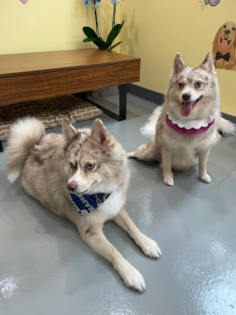 Best of 10 dog groomers in Downtown Los Angeles Los Angeles