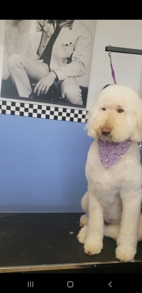Top 10 dog groomers in Reseda Los Angeles