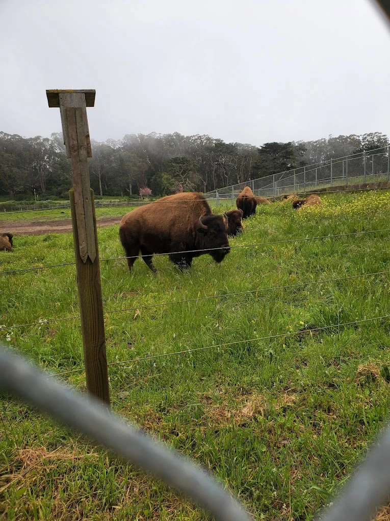 Top 19 dog training classes in San Francisco