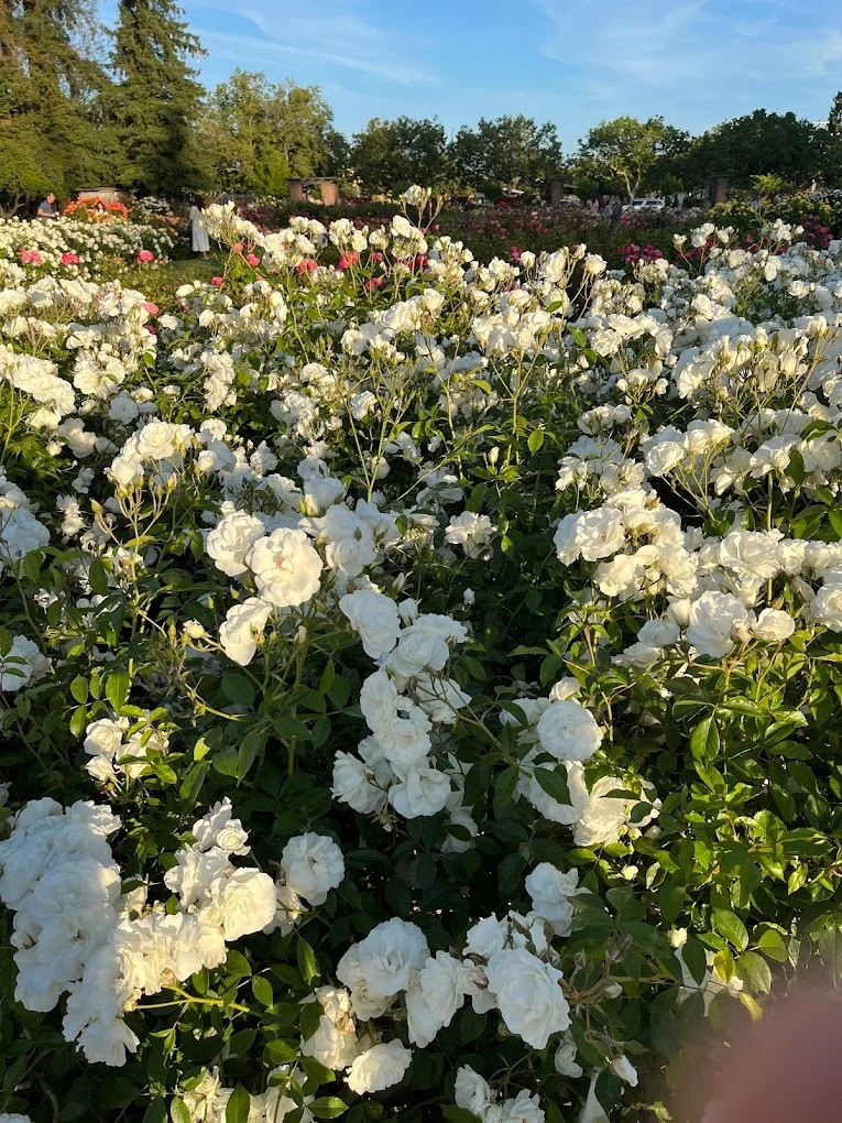 Top 18 picnic spots in San Jose